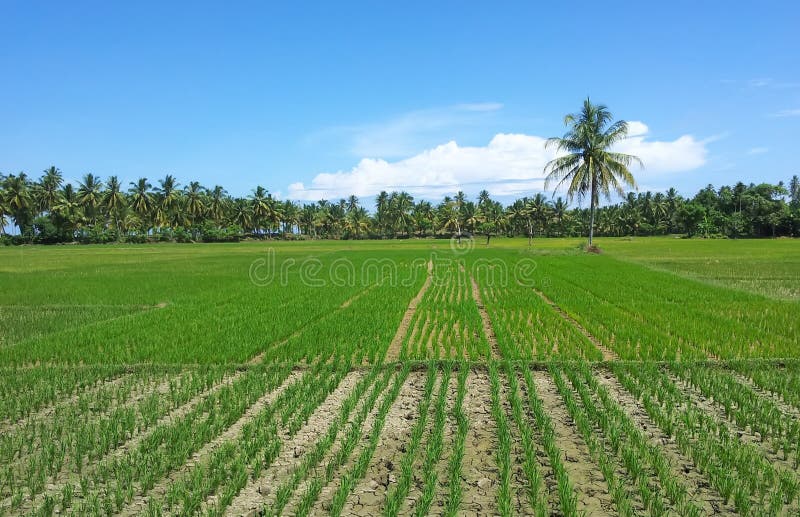 View of Green Rice Fields in Bright Sunny Day. Stock Image - Image of ...