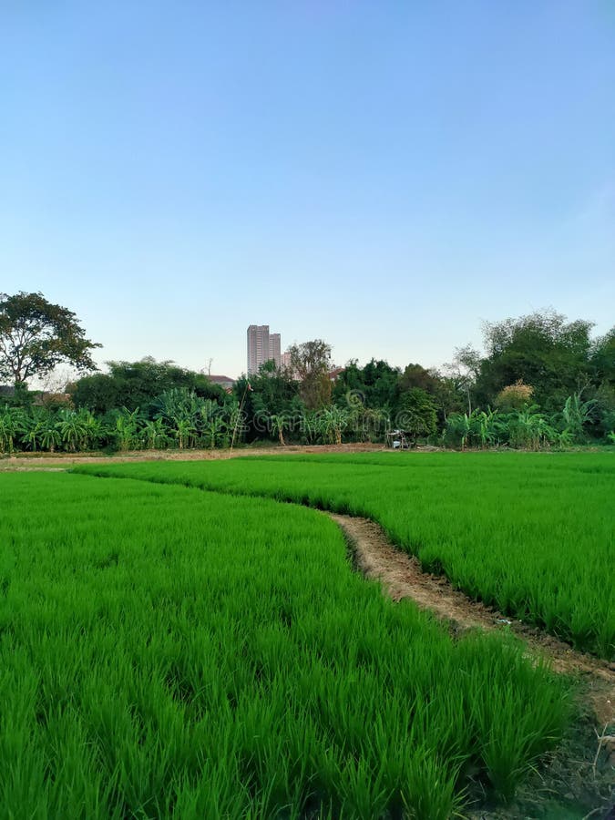 View of Green Rice Fields and Buildings Stock Image - Image of plain ...