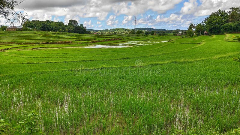 The View of Green Rice Fields Creates a Cool Atmosphere Stock Photo ...