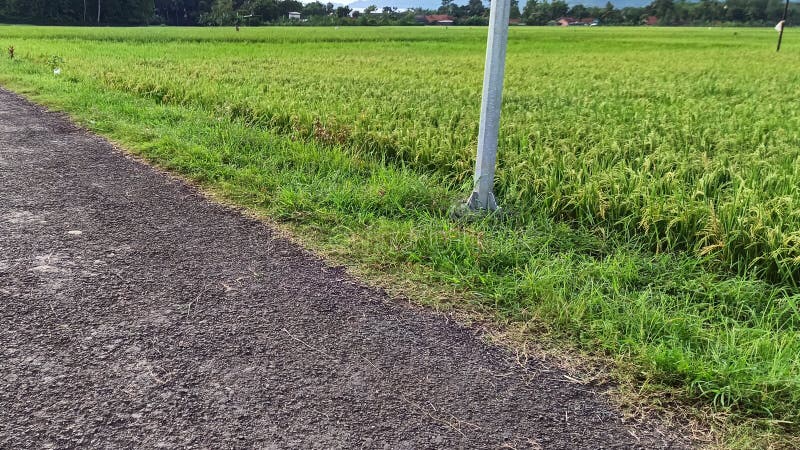 View of Green Rice Fields with a Road Flanked by Rice Fields and ...