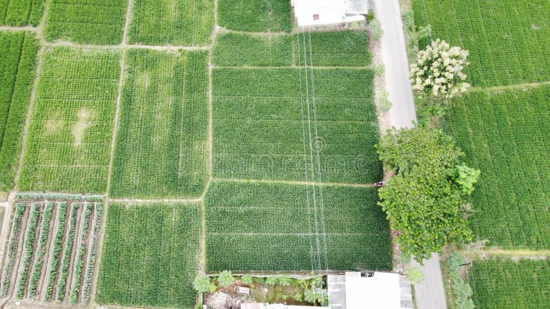 View of Green Rice Fields on the Side of the Road Stock Image - Image ...