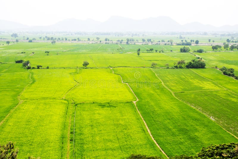 View Green Rice Fields with the Sky Stock Image - Image of organic ...