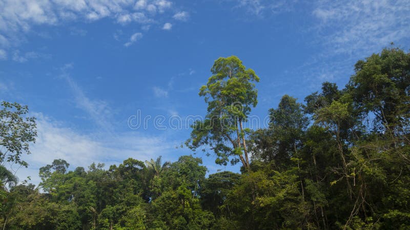 View of Green Trees in Amazon Jungle with Clear Blue Sky Background ...