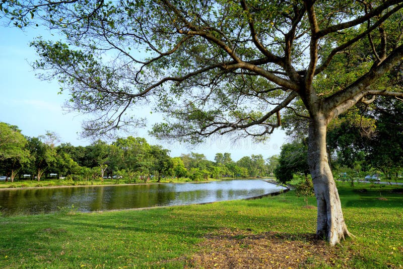 View of Green Trees in the Park Stock Photo - Image of root, natural ...