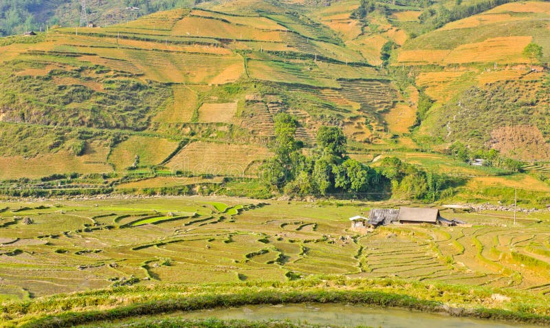 View of Green Valley Rice Crops Stock Photo - Image of farm ...