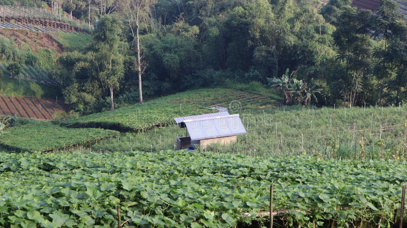 Rice Field Hut in the Middle of Vegetable Crops in the Karanganyar ...