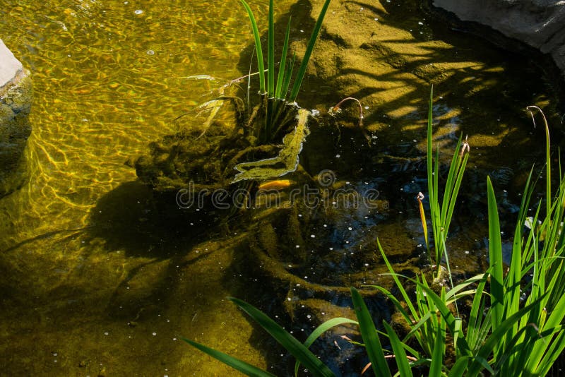 View of the Green Water Surface. Stock Image - Image of nature ...