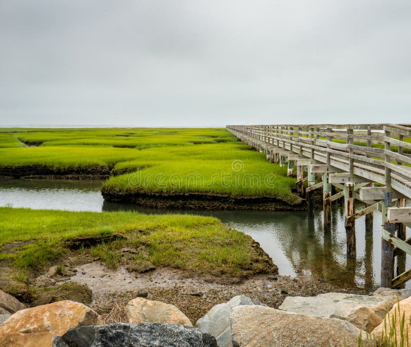 View of the Green Wetland with a Wooden Bridge. Stock Image - Image of ...