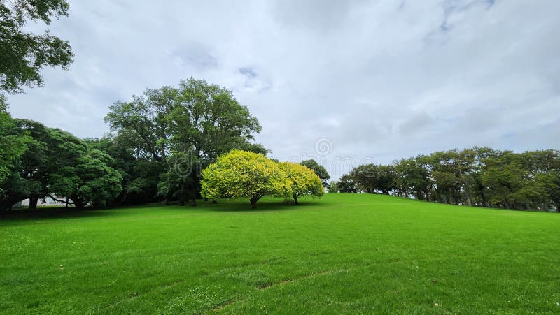 View of Green and Yellow Tree on the Clear Blue Sky Stock Photo - Image ...