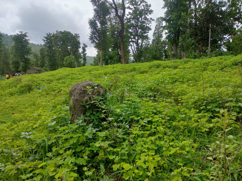 View of Greenery in Forest Full of Trees Stock Photo - Image of shrub ...