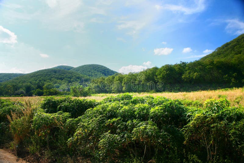 Greenery in landscape stock photo. Image of greenery - 111615018