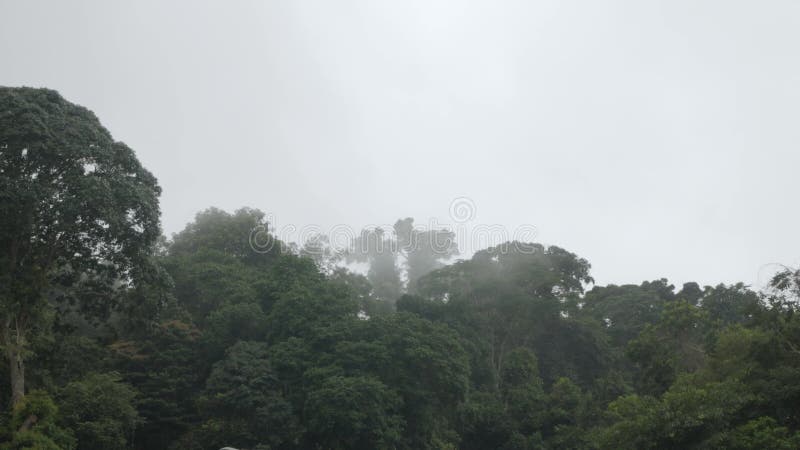 View of Greenery Rain Forest and Mist Cloud Fog Windy Flow Over the ...
