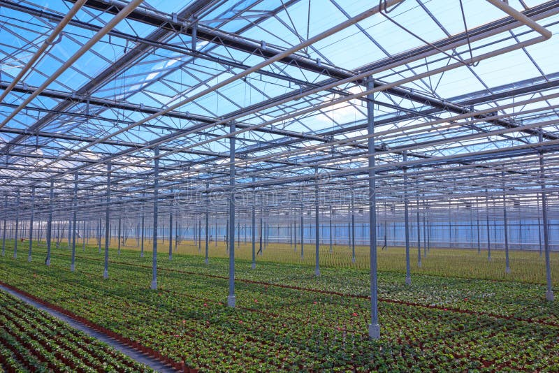 View through the Greenhouse with Rows of Young Plants Stock Image ...