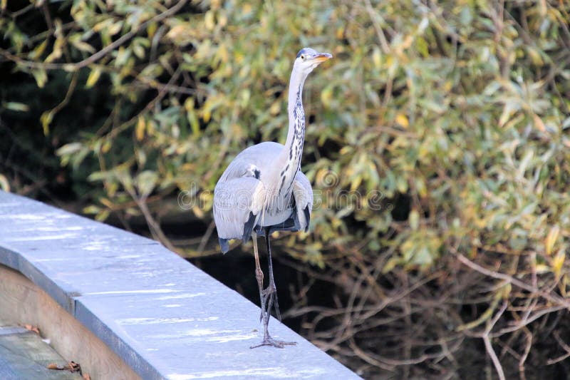 A View of a Grey Heron on a Fence Stock Image - Image of wetland ...