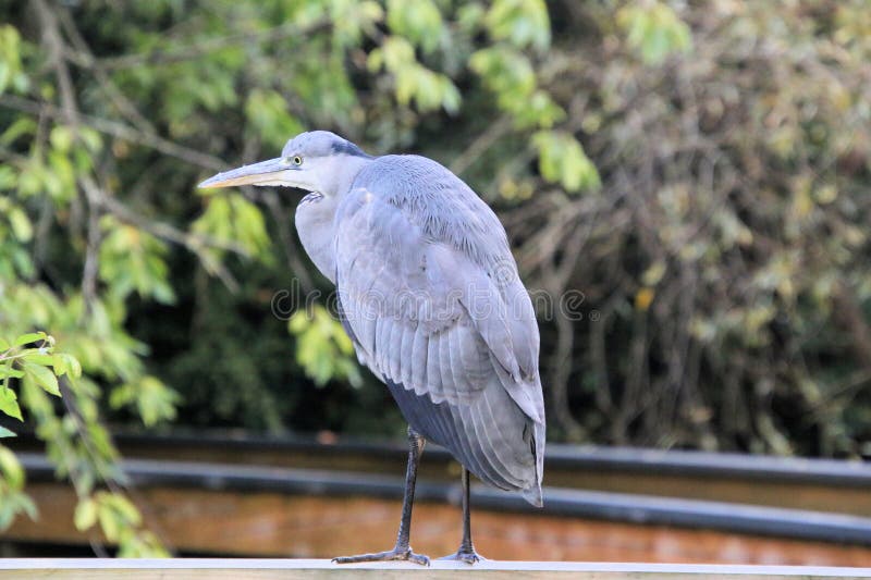 A View of a Grey Heron on a Fence Stock Image - Image of wetland, view ...