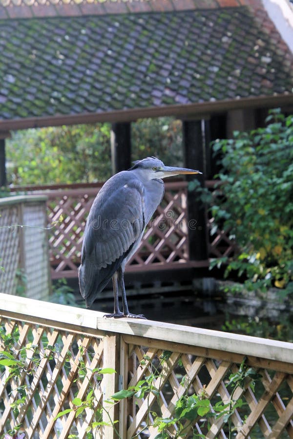 A View of a Grey Heron on a Fence Stock Photo - Image of wildlife ...