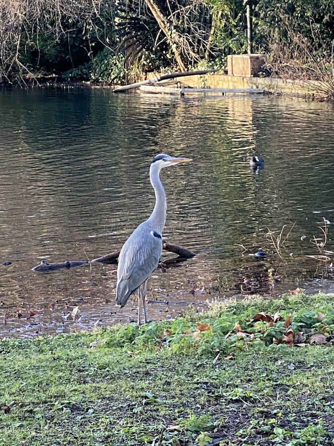 A view of a Grey Heron stock image. Image of nature - 297025343