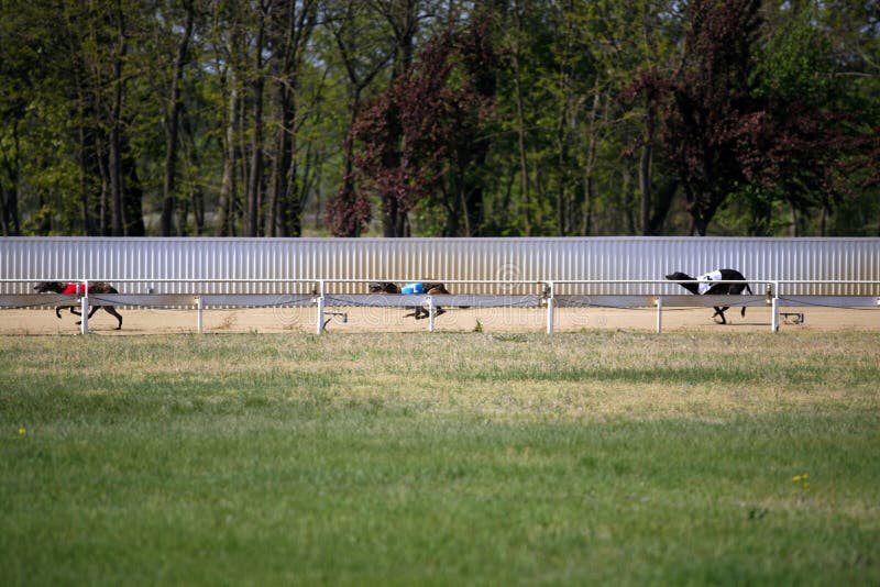 View of a Greyhound Race Track with Running Dogs Editorial Stock Photo ...