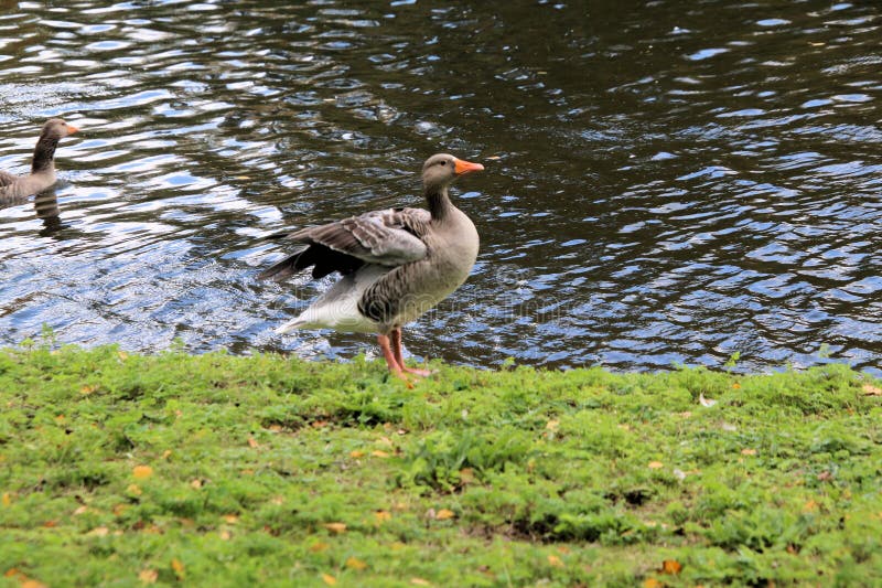 A view of a Greylag Goose stock image. Image of waterbird - 300137729