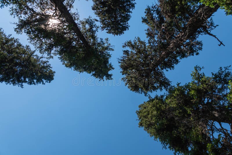 Trees in the Sky from the Ground Stock Image - Image of backcountry ...