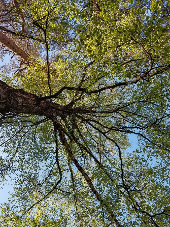 View from Ground on Big Tree Crown with Dark Branches and Bright Green ...