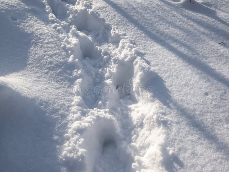 View of Ground Covered with White Snow and Tracks of a Person in Very ...