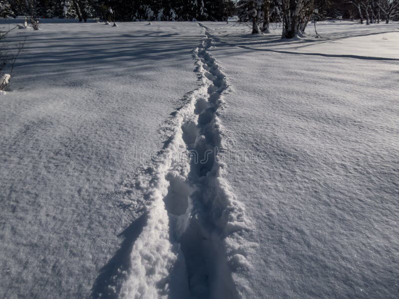 View of Ground Covered with White Snow and Tracks of a Person in Very ...