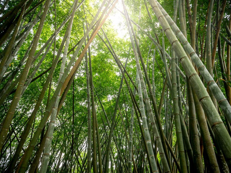 View from the Ground on the High Green Bamboo in the Tropical ...