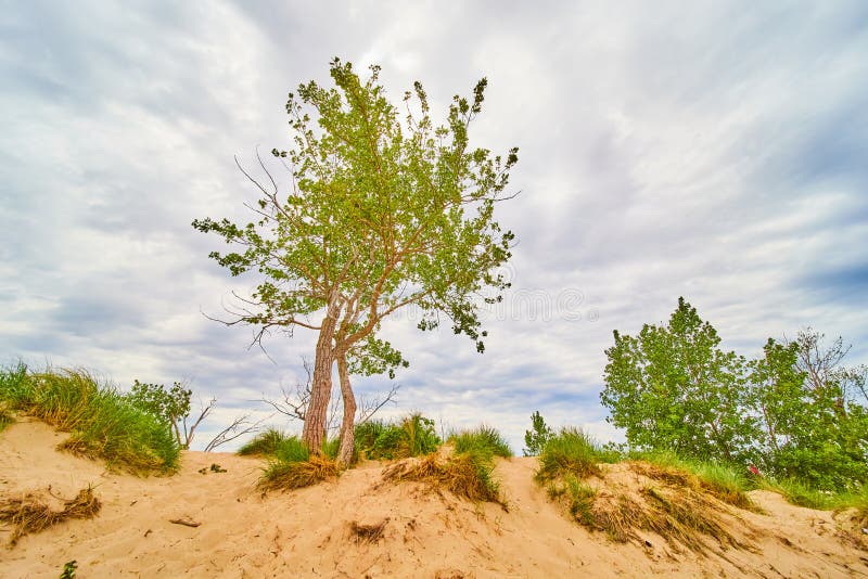 View at Ground Level of Sand Dunes with Sand and Large Tree Stock Image ...
