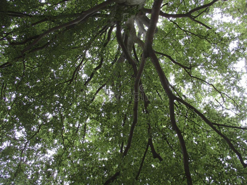 View from the Ground To the Tree Stock Photo - Image of leaf, forest ...