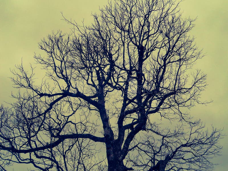 View from the Ground of a Tree with Gray Background Stock Photo - Image ...