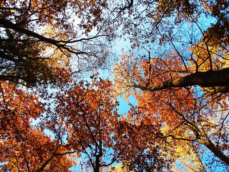 View from the Ground in Tree Tops in Autumn Stock Image - Image of ...