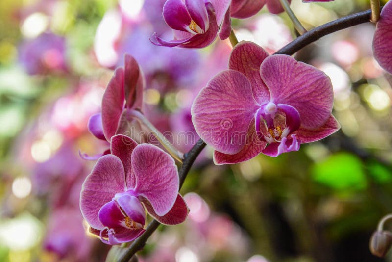 A Group of Brightly Colored Orchid Stock Image - Image of group, mist ...