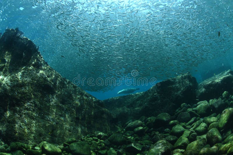 View of Group Fish at Bottom of Ocean Stock Image - Image of seaweed ...