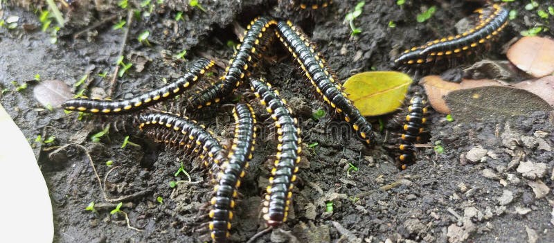 The View of a Group of Millipedes in the Nest Stock Image - Image of millipedes, group: 245329923