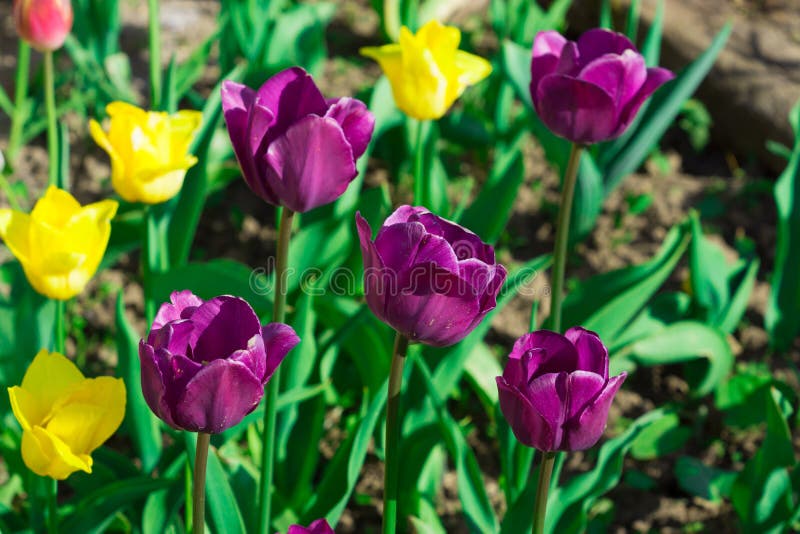 Vilote Stock Photos - Free & Royalty-Free Stock Photos from Dreamstime