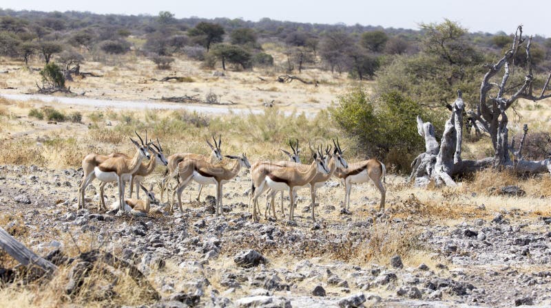 A View of Group of Springbok Stock Image - Image of springbok, antelope ...
