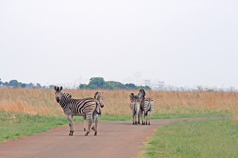 Alert Zebra Standing on a Road Stock Image - Image of alert, background ...