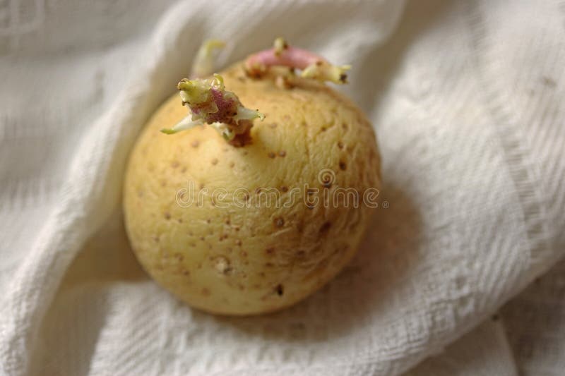 Chit on a Sprouting Potato Lying on a White Cloth Stock Image - Image ...