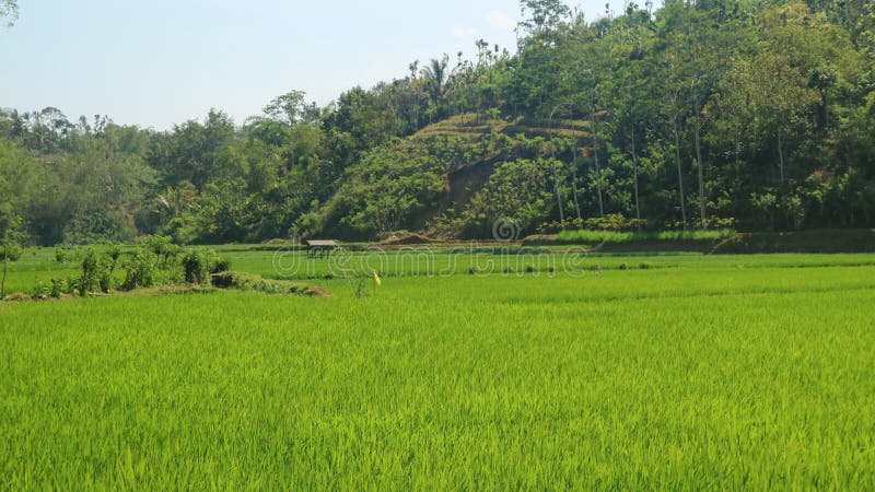 The View of Growing Rice Fields with Long Shot Angle Stock Photo ...