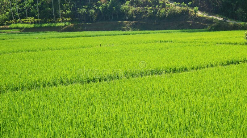 The View of Growing Rice Fields with Long Shot Angle Stock Image ...