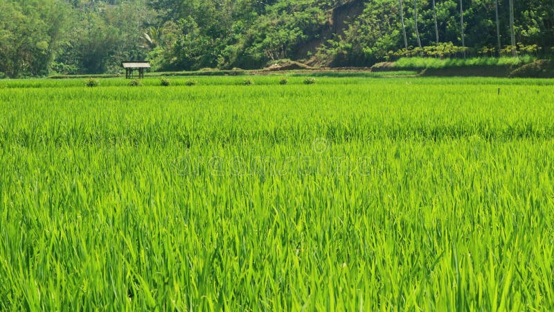 The View of Growing Rice Fields with Long Shot Angle Stock Image ...