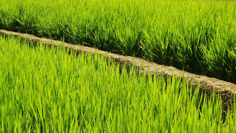 The View of Growing Rice Fields with Long Shot Angle Stock Photo ...