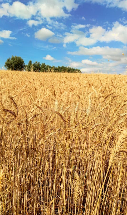 View of Growing Wheats in Wheat Field Stock Image - Image of golden ...