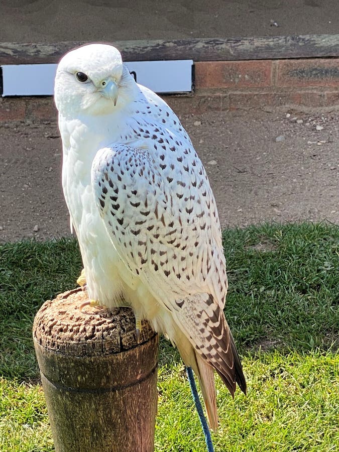 A View of a Gyr Falcon on a Post Stock Photo - Image of american ...