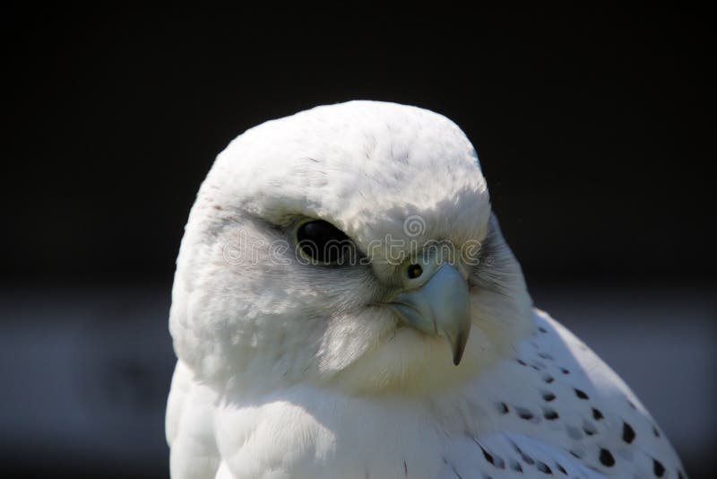 A View of a Gyr Falcon on a Post Stock Photo - Image of eagle, wild ...