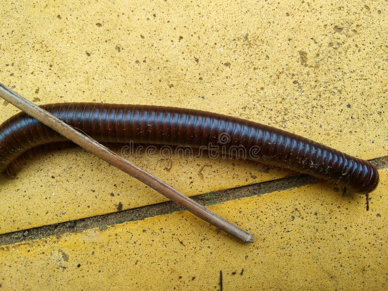 A Millipede that Passes Under the Stick Stock Image - Image of metal ...