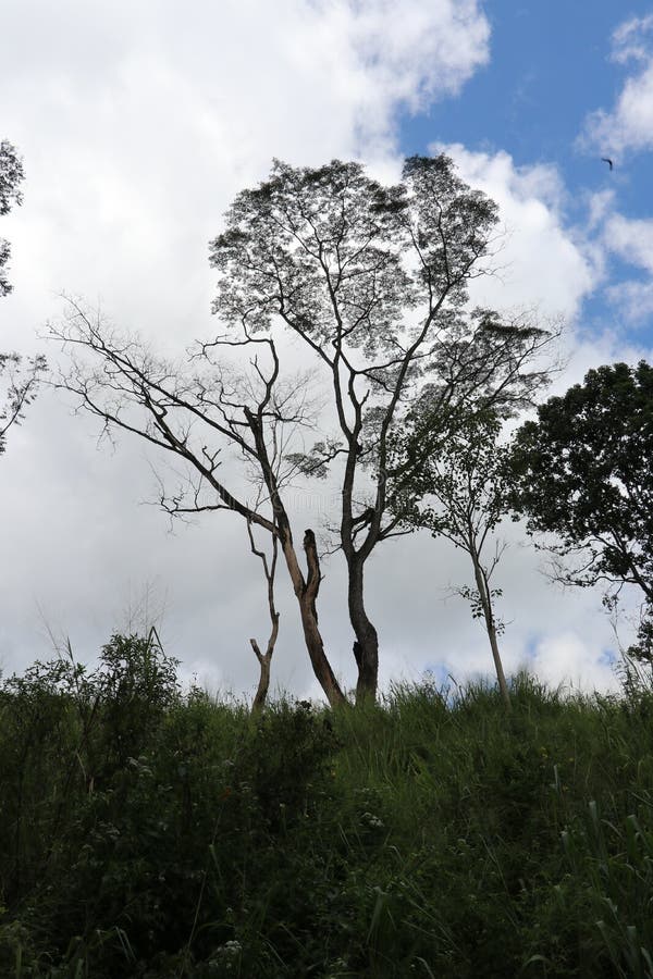 Half Human Half Tree