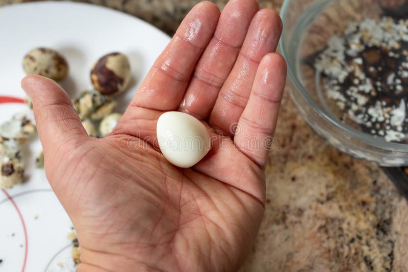 Quail egg in hand stock photo. Image of hand, baby, product - 187461254