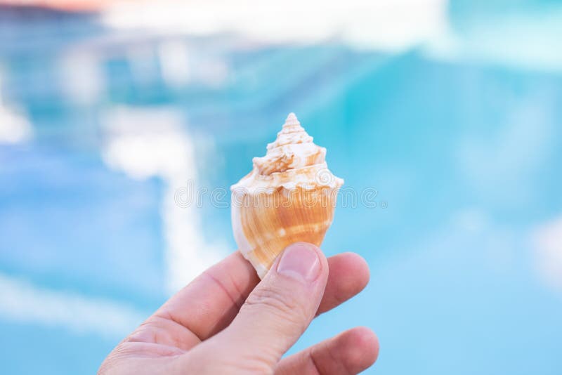 Cone Seashell stock image. Image of sand, protective - 31544135